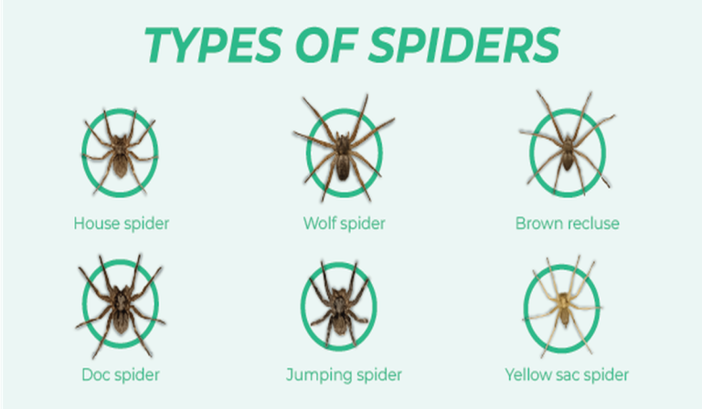 How to Get Rid of Spiders: Natural Methods & Prevention Tips